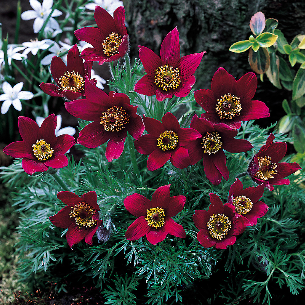 Shop Pulsatilla vulgaris Collection | J. Parker's