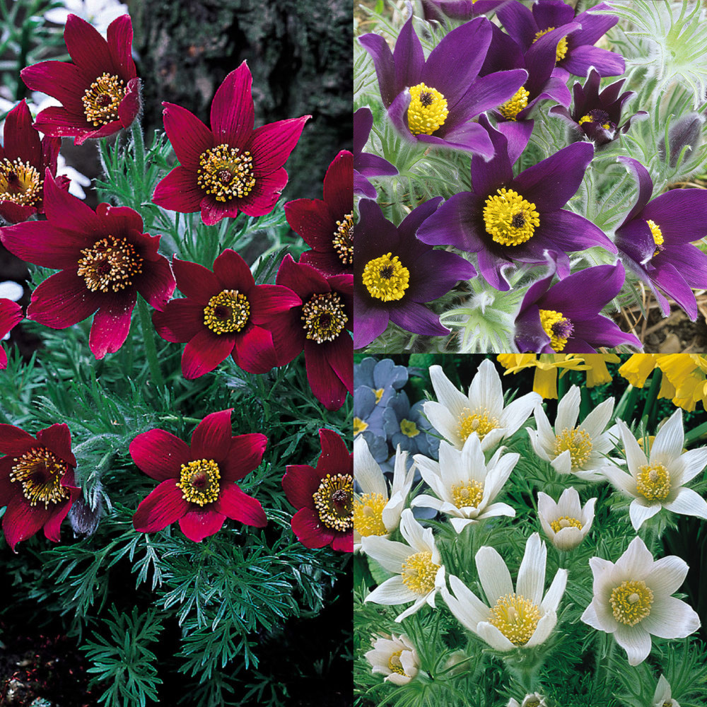 Shop Pulsatilla vulgaris Collection | J. Parker's