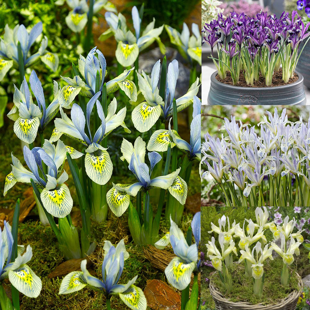 55 Iris Rare and Unusual Collection - JParkers