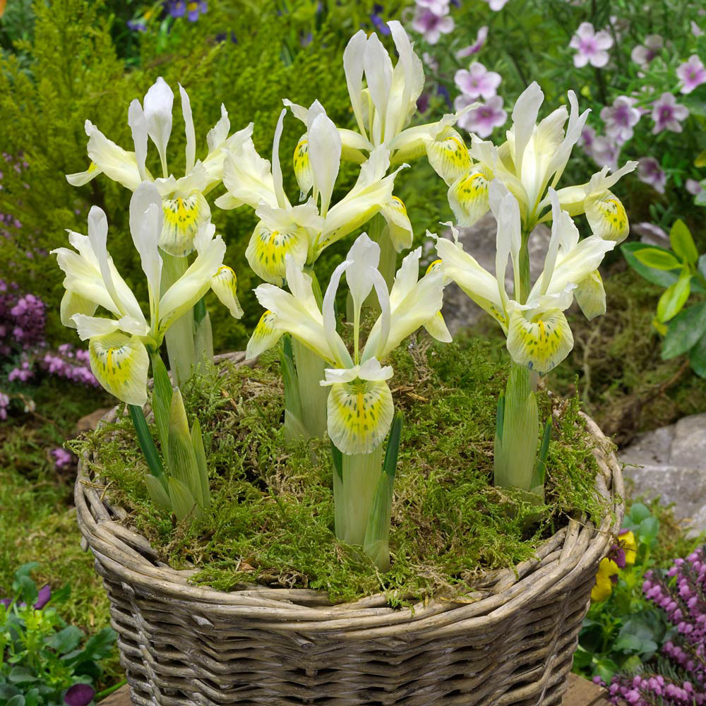 55 Iris Rare and Unusual Collection - JParkers