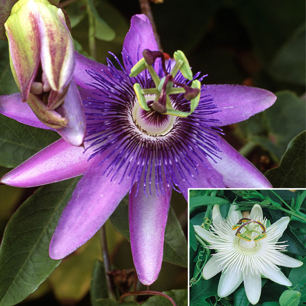 Shop Passiflora Collection | J. Parker's