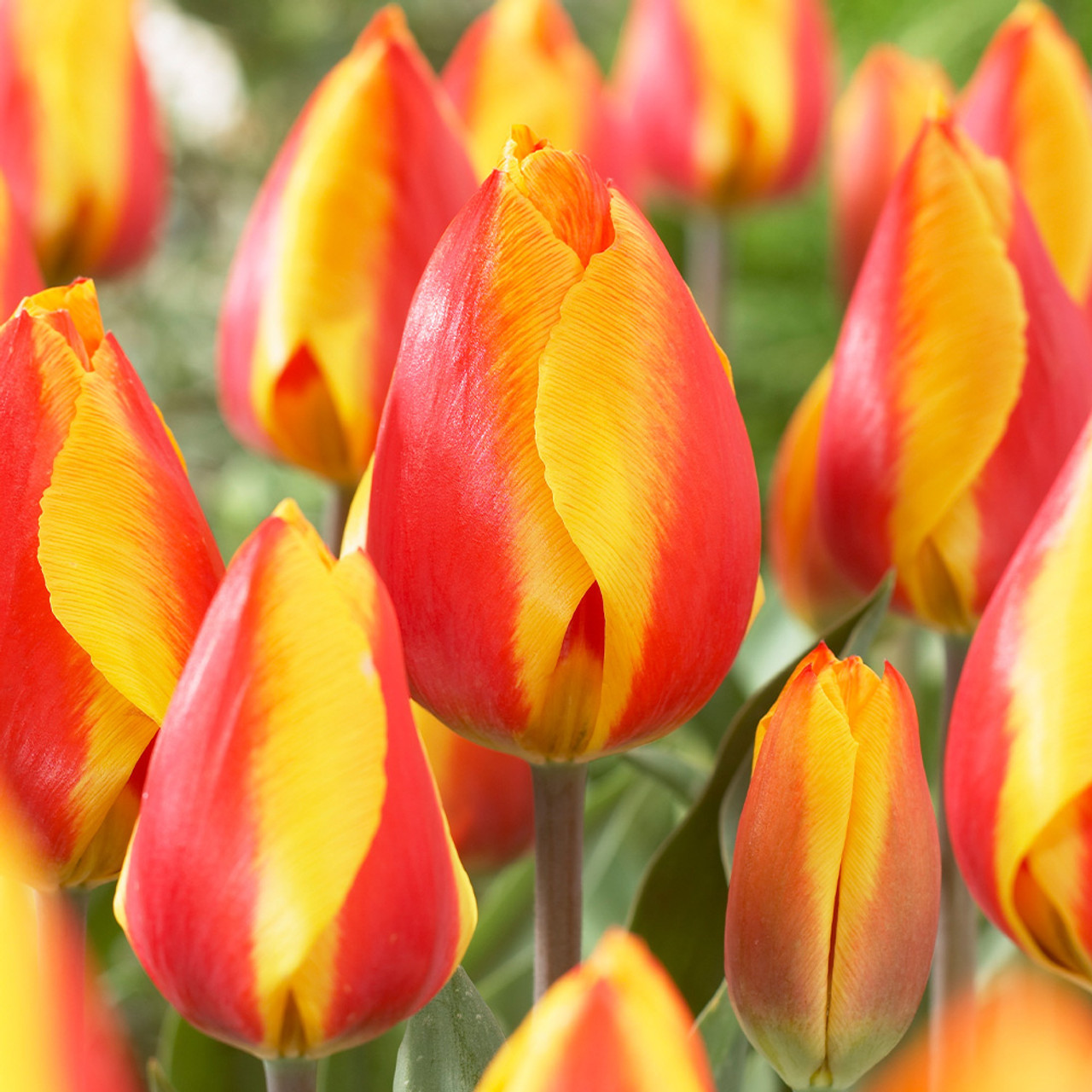 Buy Tulip Single Early Collection (Saver Sized Bulbs) at jparkers.co.uk