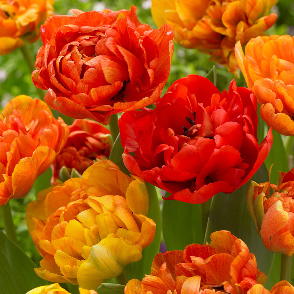 Buy Tulip Double Late Collection at J Parkers