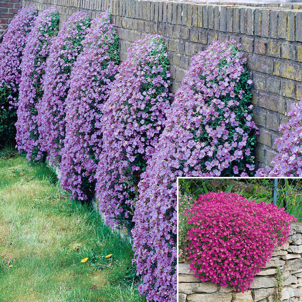 Aubrieta Cascade Collection 7cm - JParkers