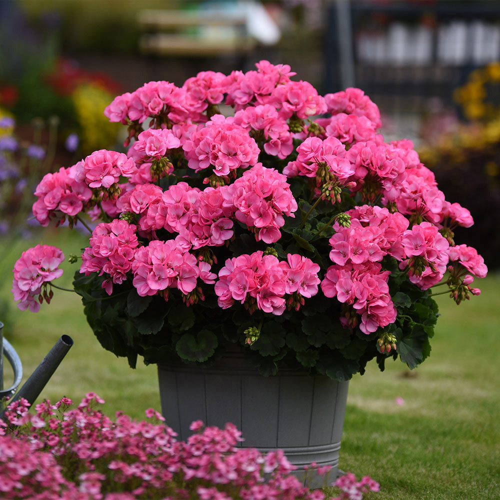 Shop Geranium Big Eeze Collection | J. Parker's