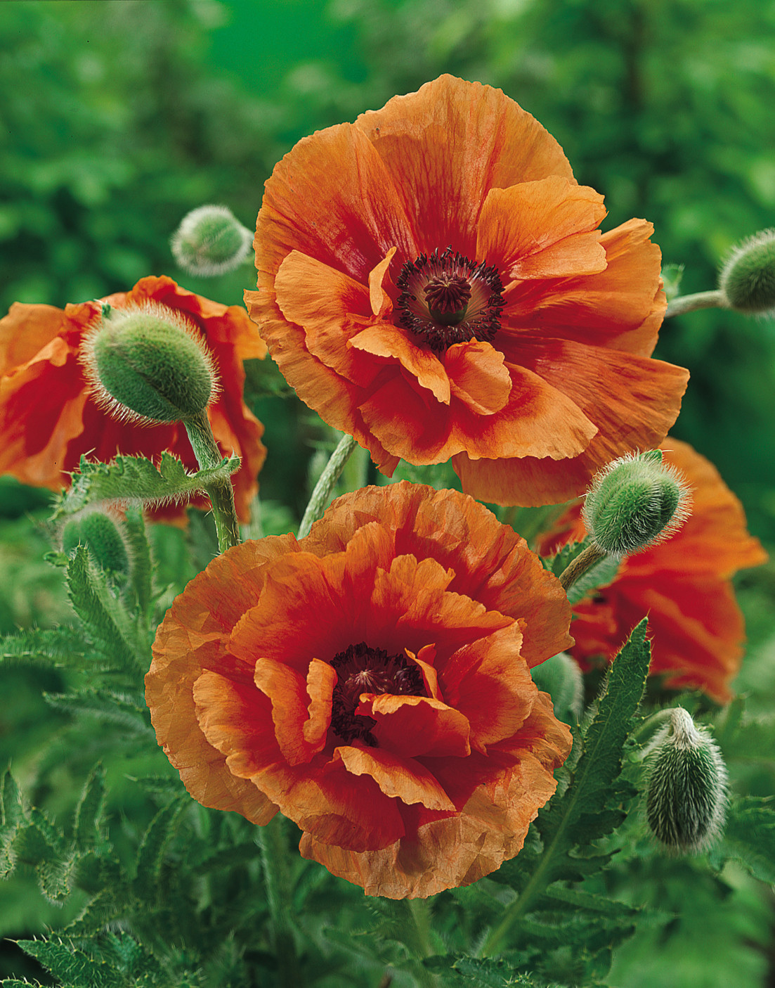 Buy Papaver Oriental Harvest Moon Plants | J Parker's
