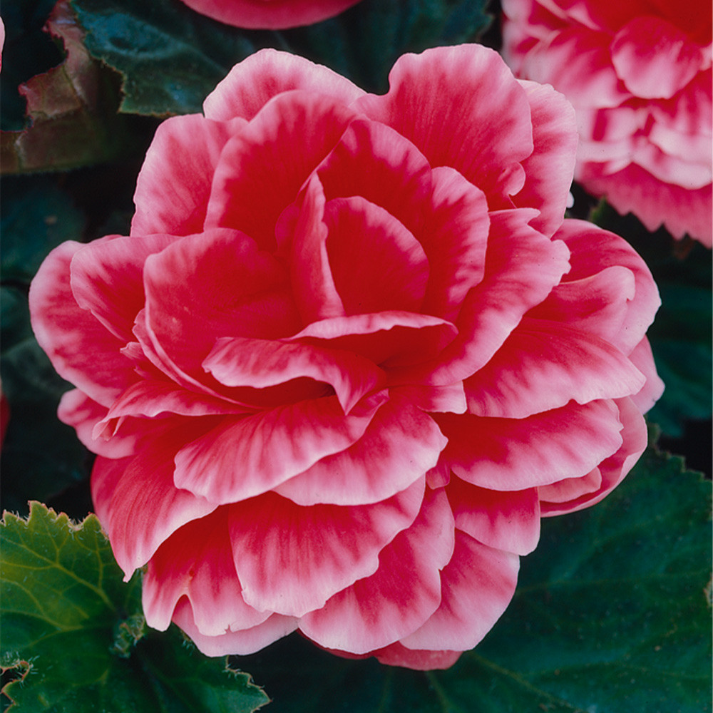 Buy Begonia Camellia | J. Parker's