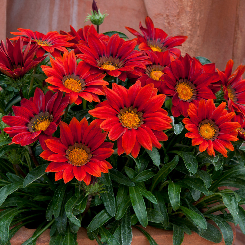 Shop Gazania Hot Red F1 from J. Parker's