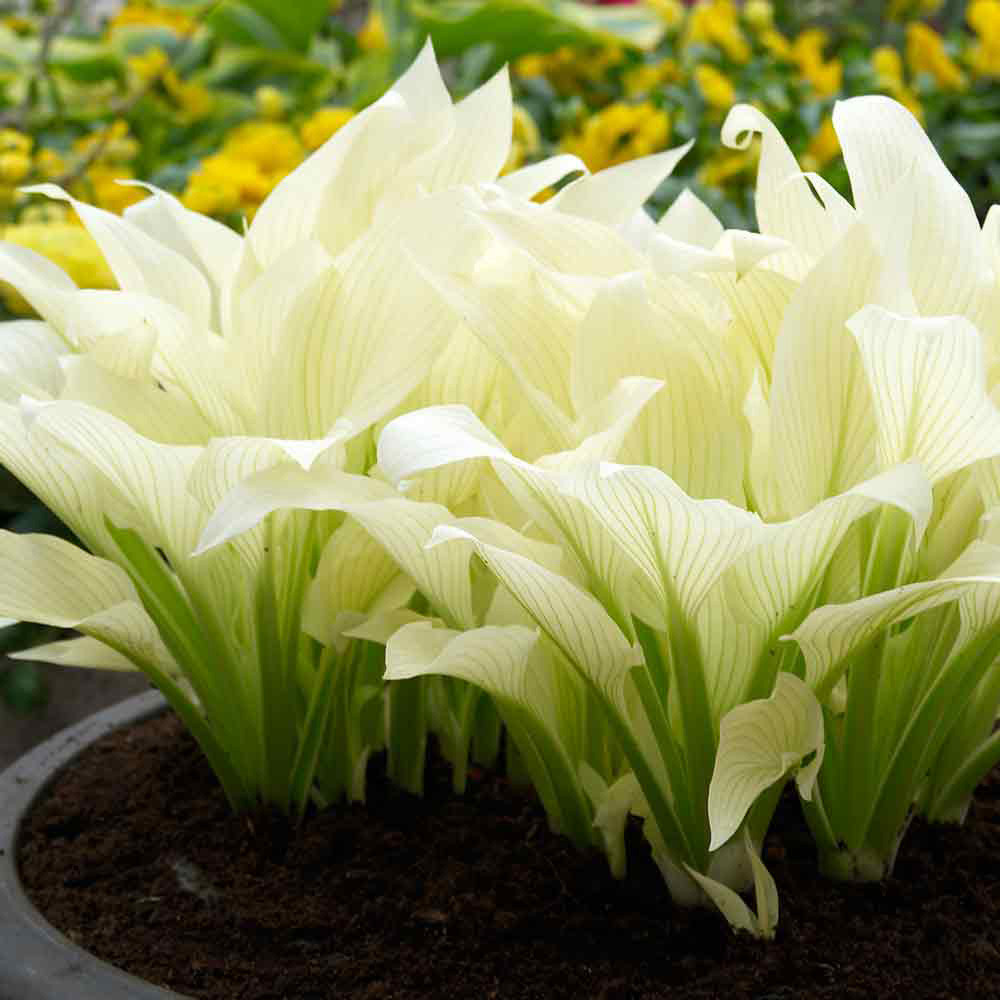 Shop Hosta Designer Collection from J. Parker's for Less
