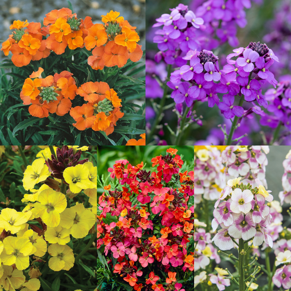 Buy Erysimum Collection | J. Parker's