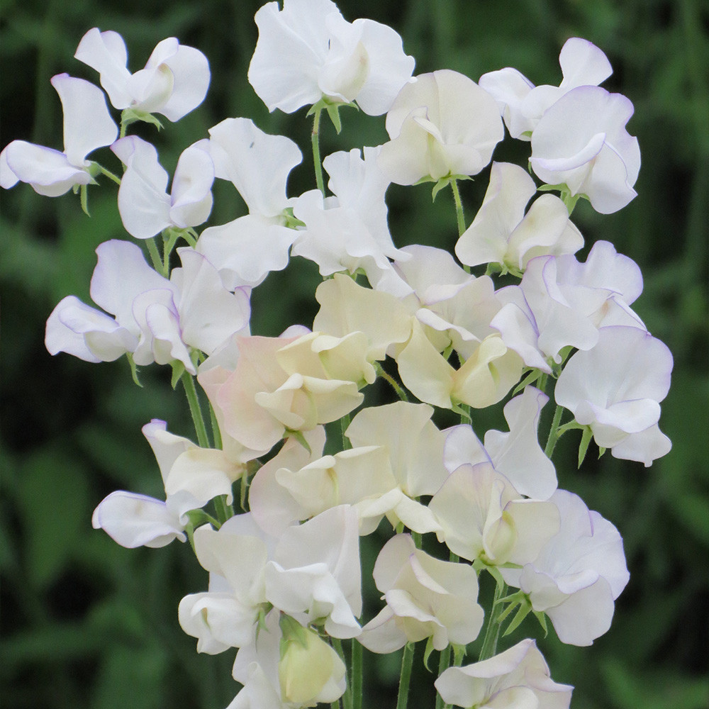 Shop Sweet Pea (Lathyrus) Collection from J. Parker's
