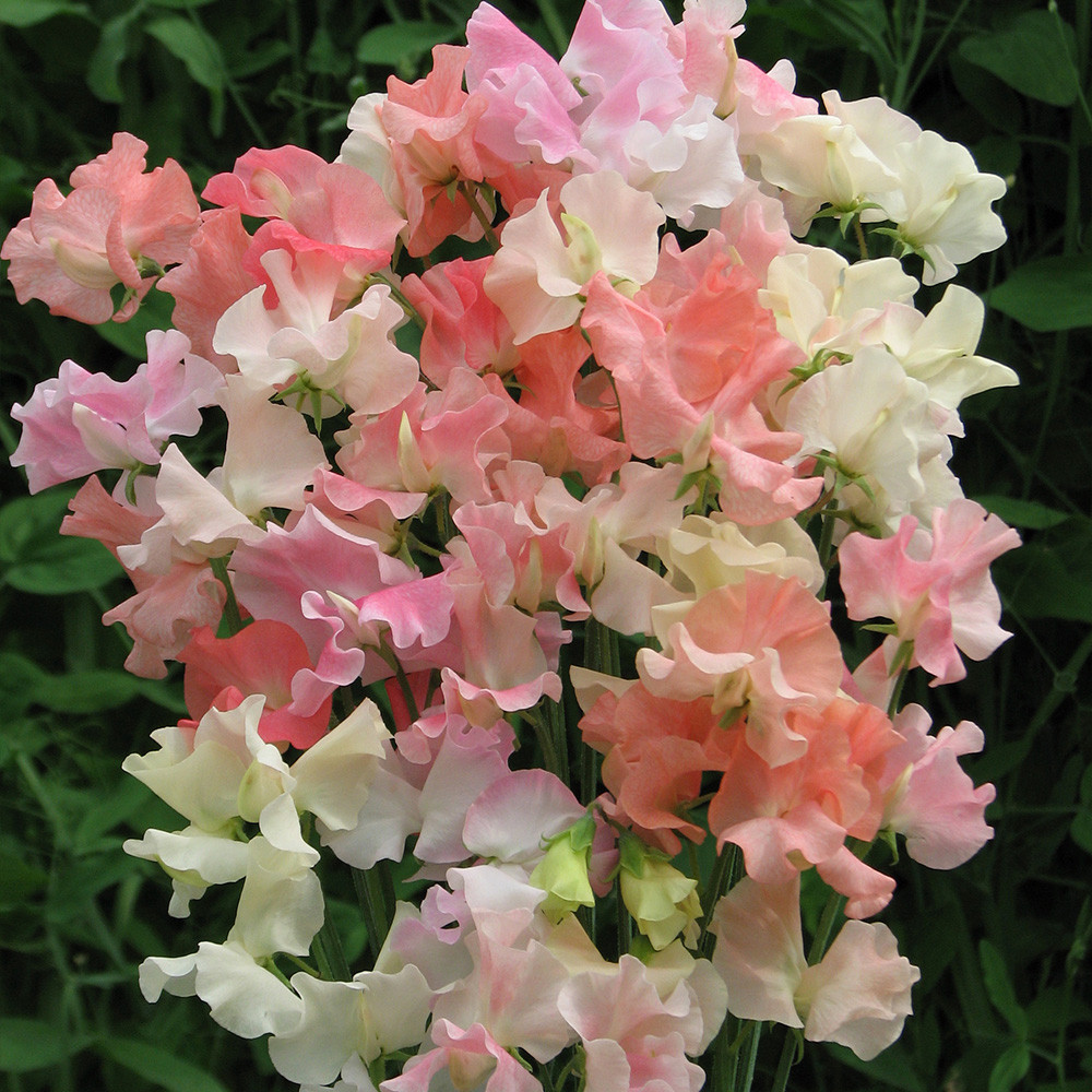 Shop Sweet Pea (Lathyrus) Collection from J. Parker's