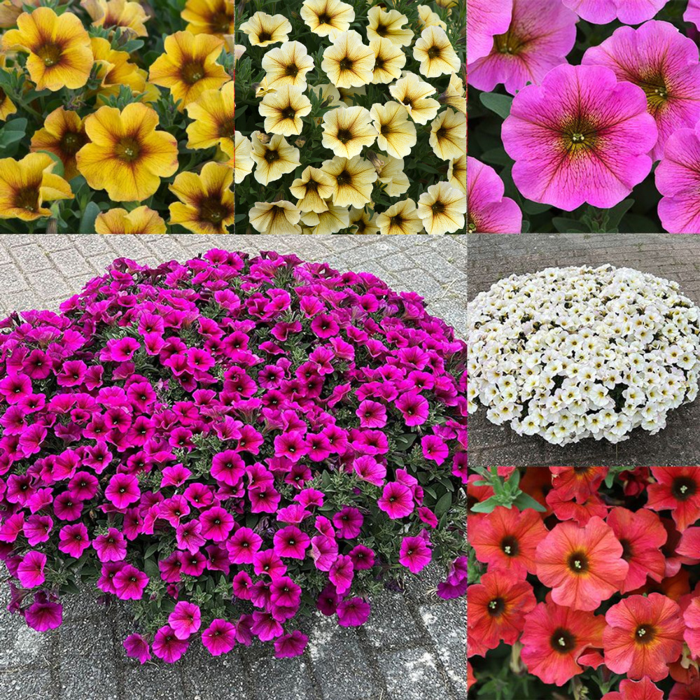 Petunia (Petchoa) Beautical Collection - JParkers
