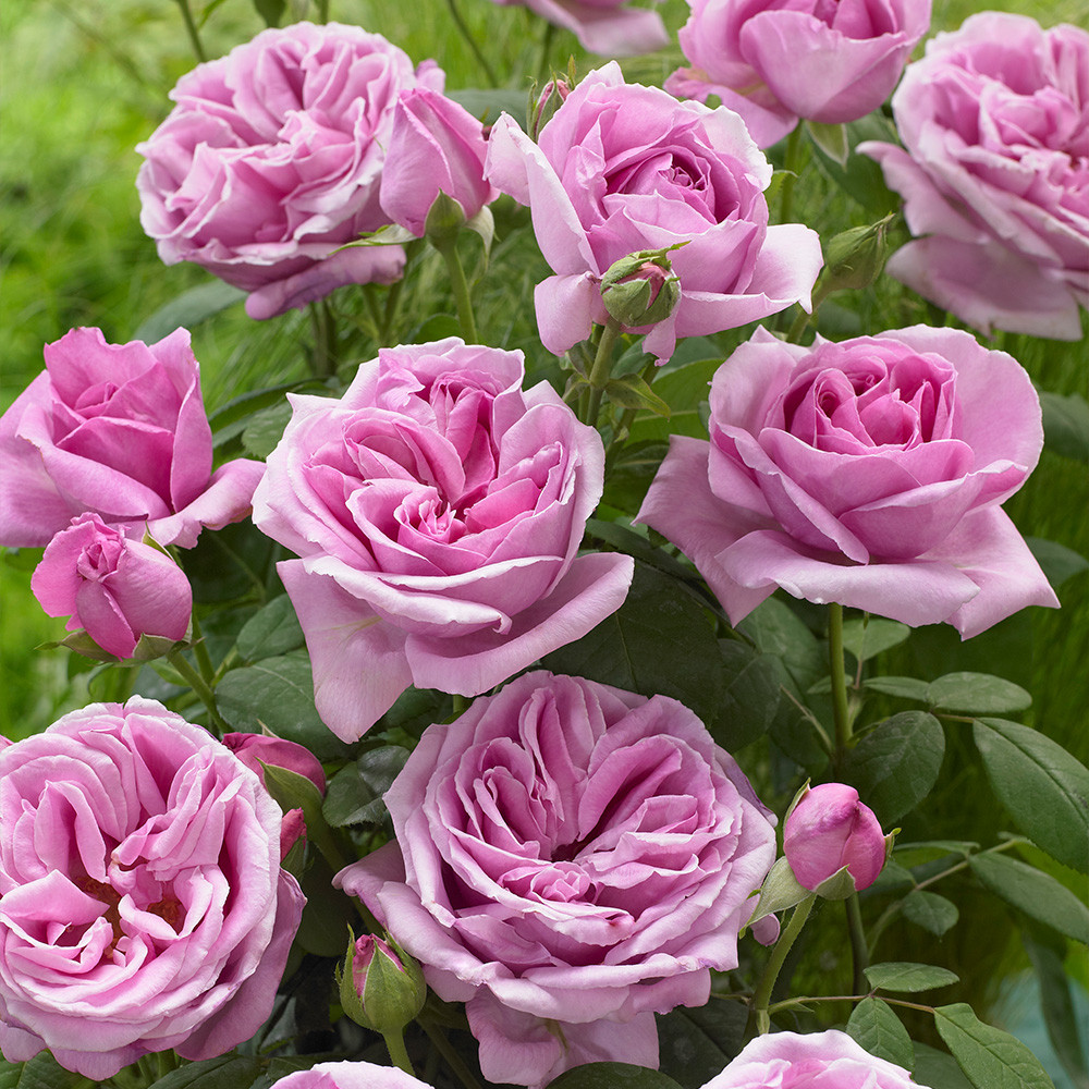 Rose Violet Perfume - JParkers