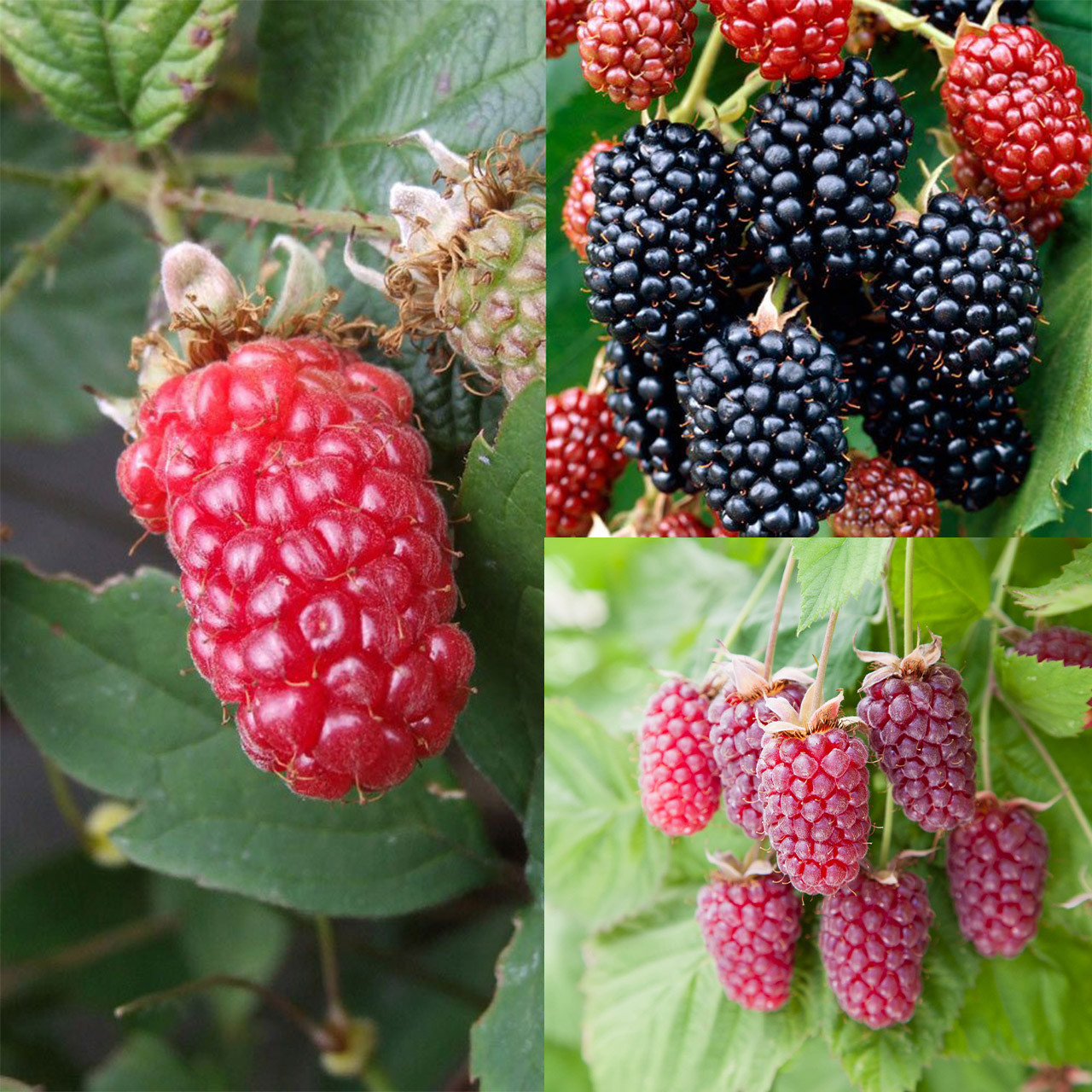 Hybrid Berry Collection - JParkers