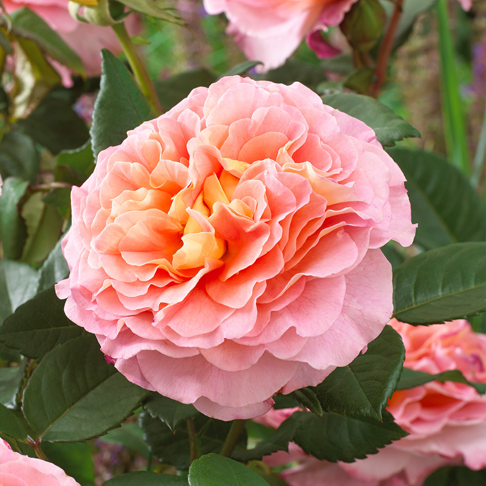 Shop Rose Augusta Louise | J. Parker's