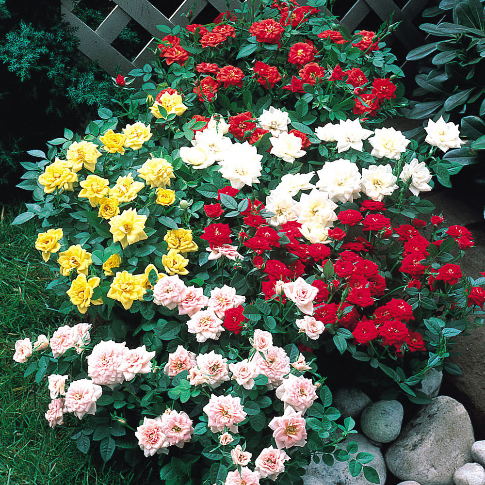 Rose Patio Mix - JParkers