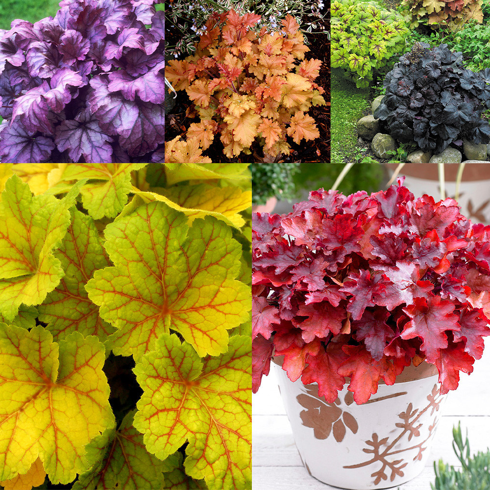 Shop Heuchera Collection | J. Parker's