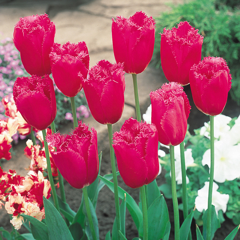 Buy Tulip Burgundy Lace at jparkers.co.uk