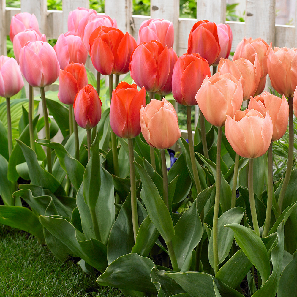 Buy Tulip Van Eijk Mixed at jparkers.co.uk
