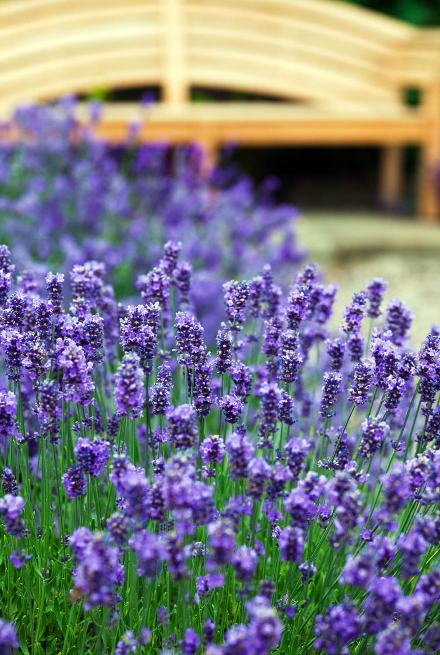 10 Free Dwarf Lavender Munstead - JParkers
