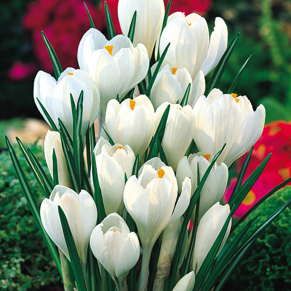 Large Flowering Crocus Collection - JParkers