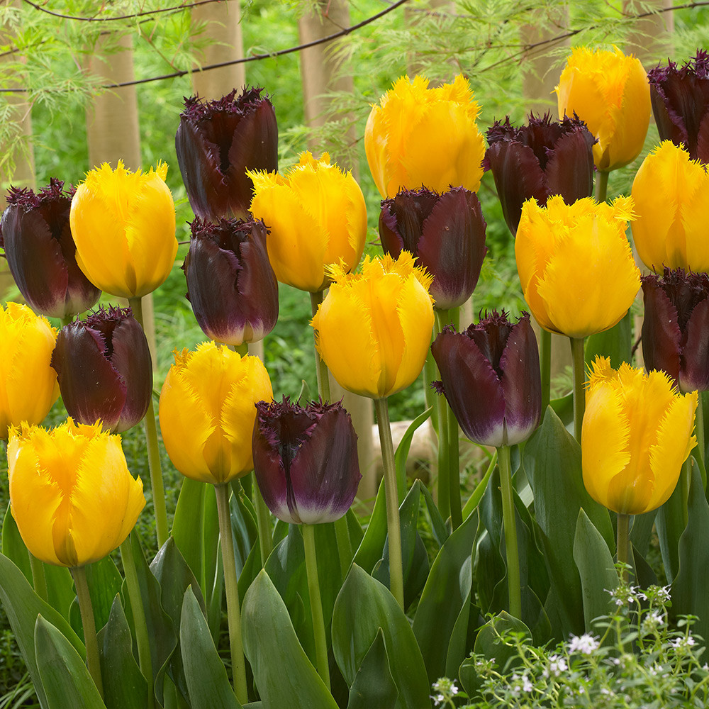 Shop Tulip Crystal Star | J. Parker's