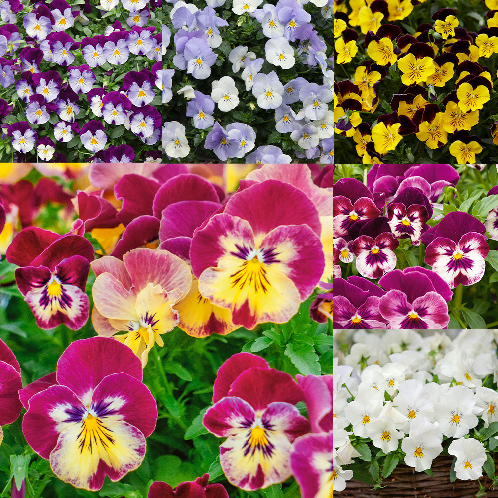 Pansy Cool Wave Collection - JParkers
