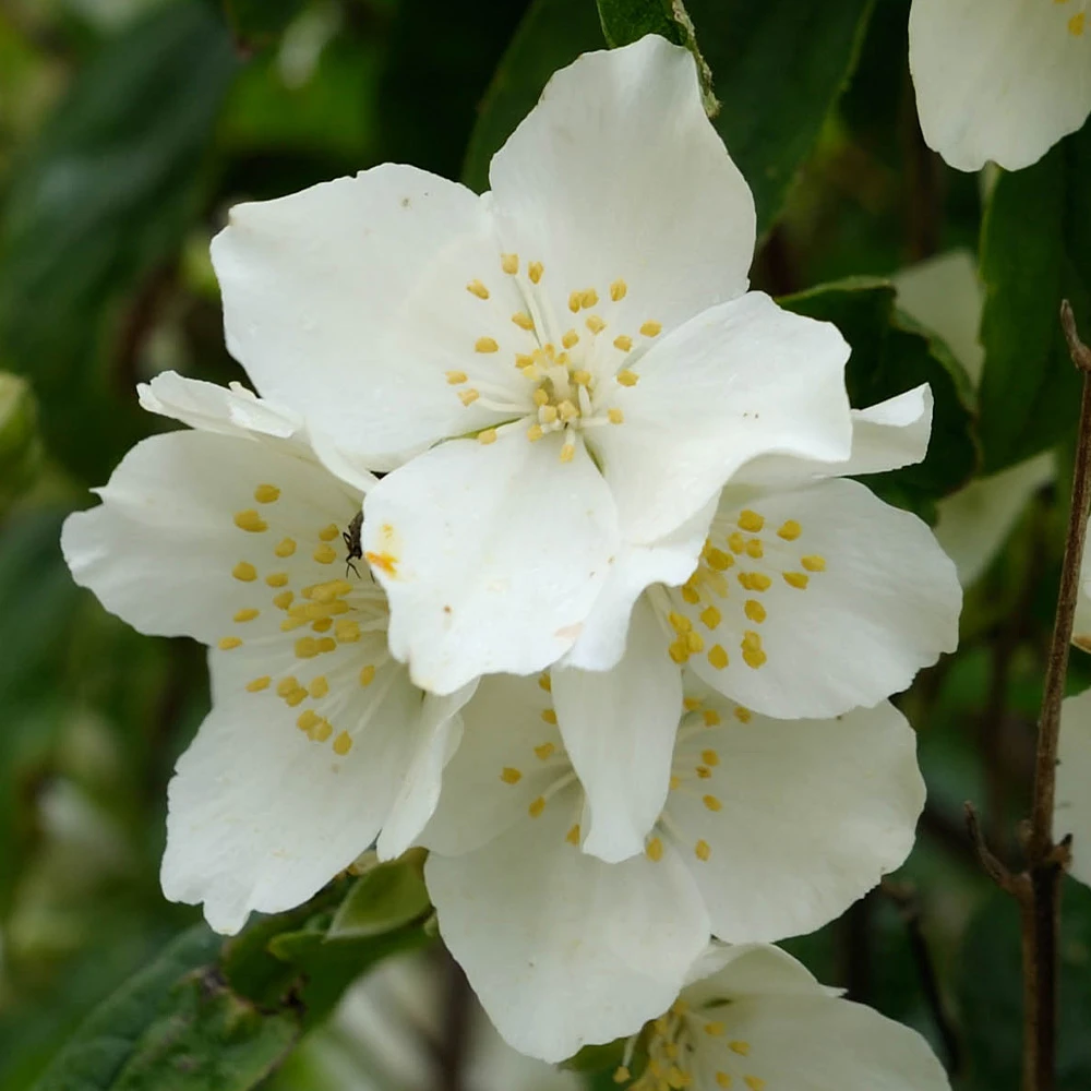Buy Philadelphus coronarius | J. Parker's