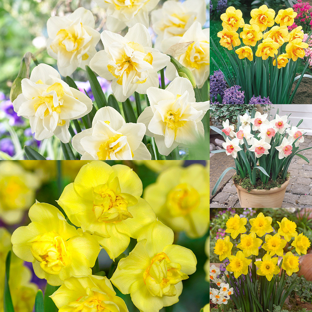 Shop RHS AWARD WINNING NARCISSUS COLLECTION | J. Parker's