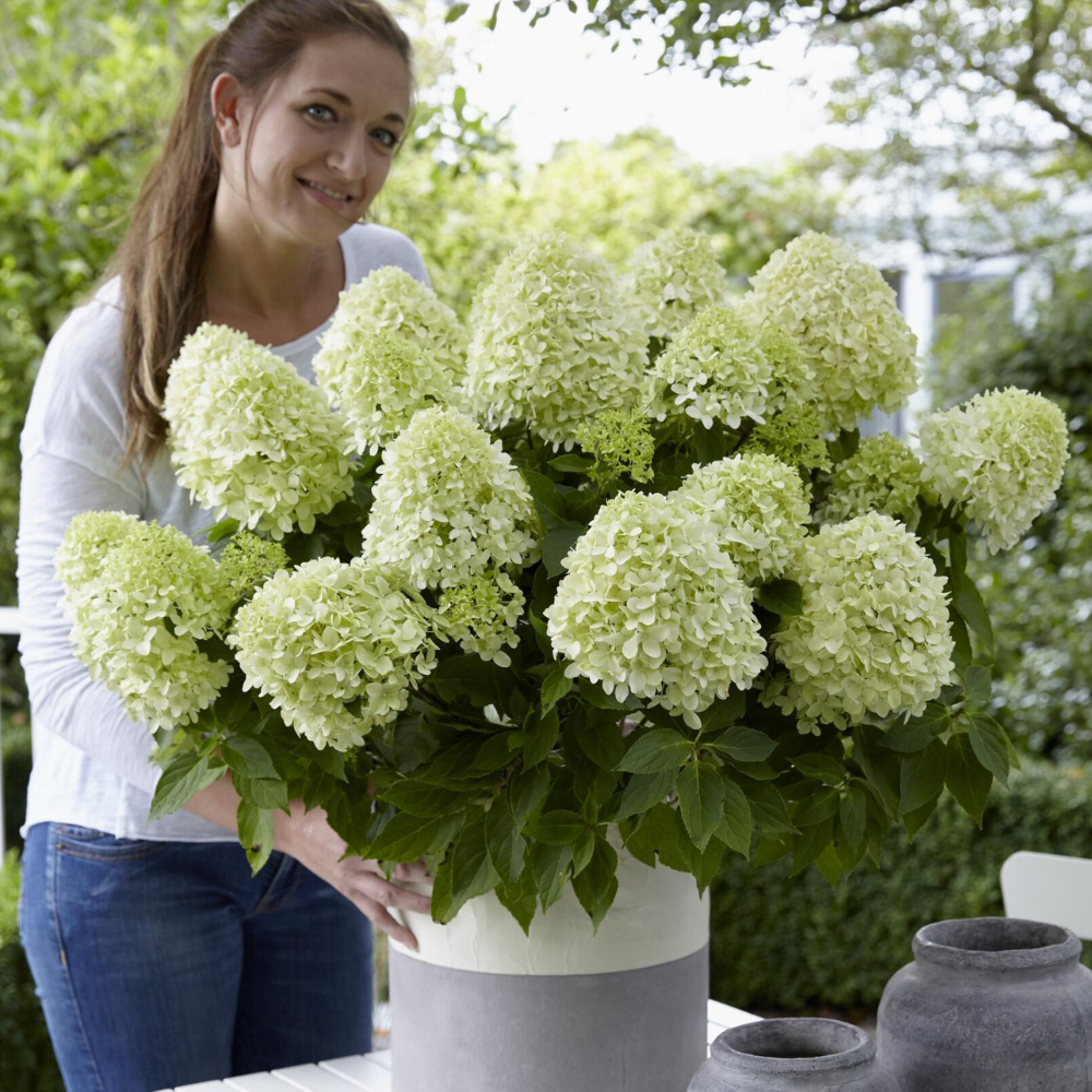 Hydrangea P. Little Spooky - JParkers
