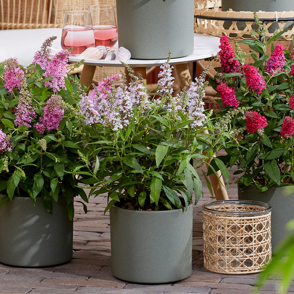 Shop Buddleia d. Butterfly Candy Little 'Lavender' | J. Parker's