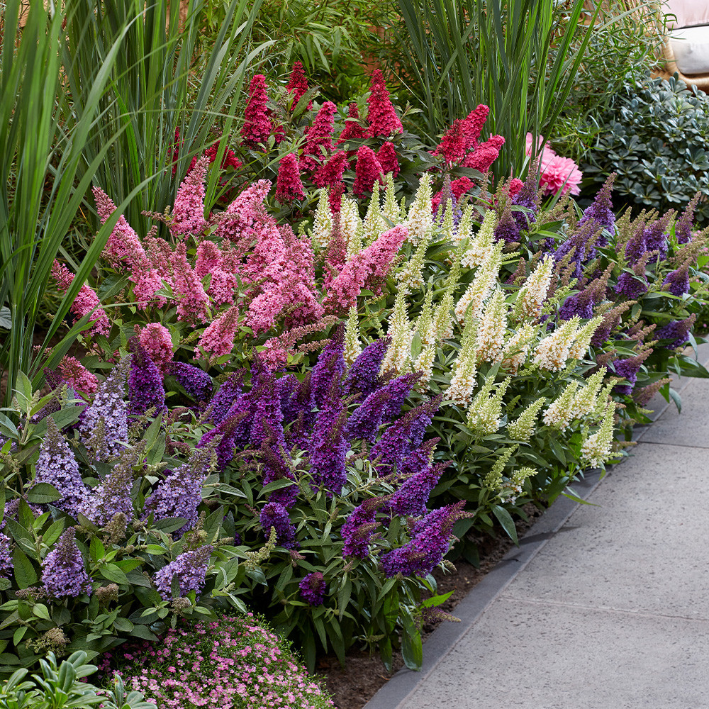 Buy Buddleia Dwarf Butterfly Candy Collection | J. Parker's
