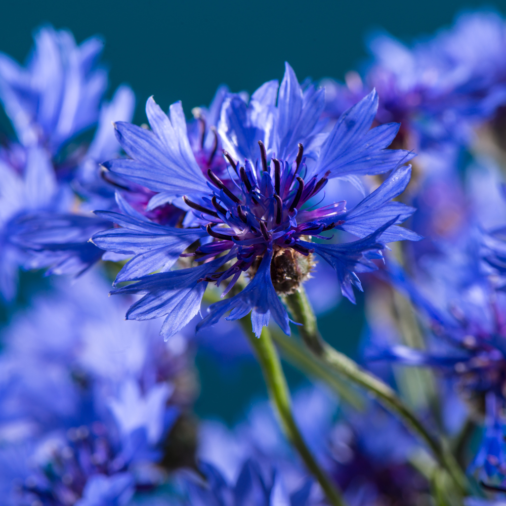 Shop Cornflower Blue Boy Seeds | J. Parker's Dutch Bulbs