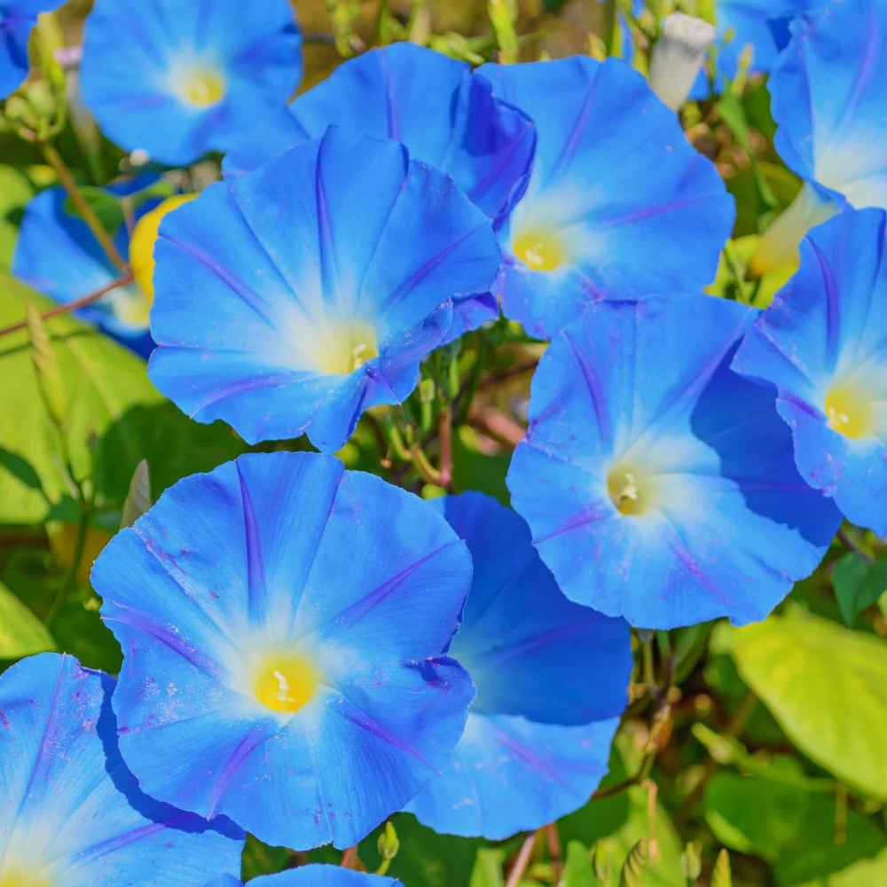 Buy Ipomoea Heavenly Blue | J. Parker's