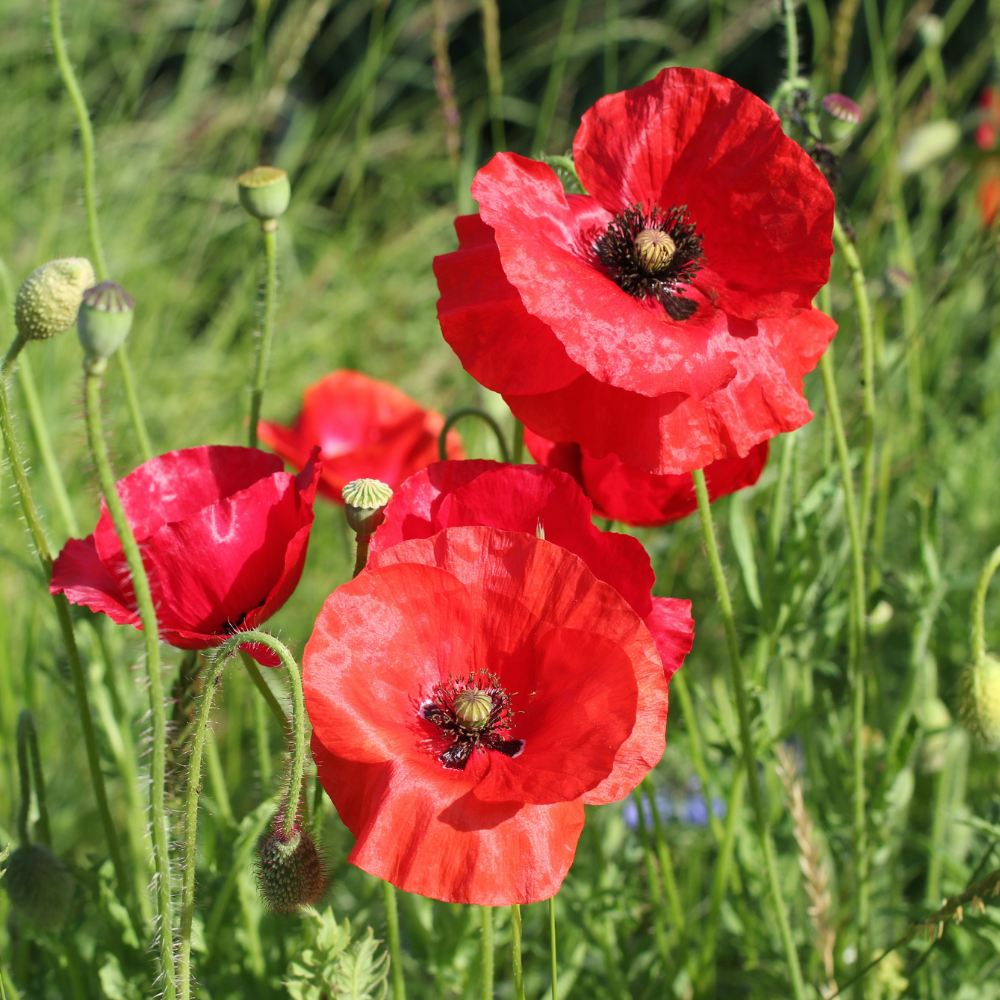 Shop Papaver Corn Poppy Red | J. Parker's