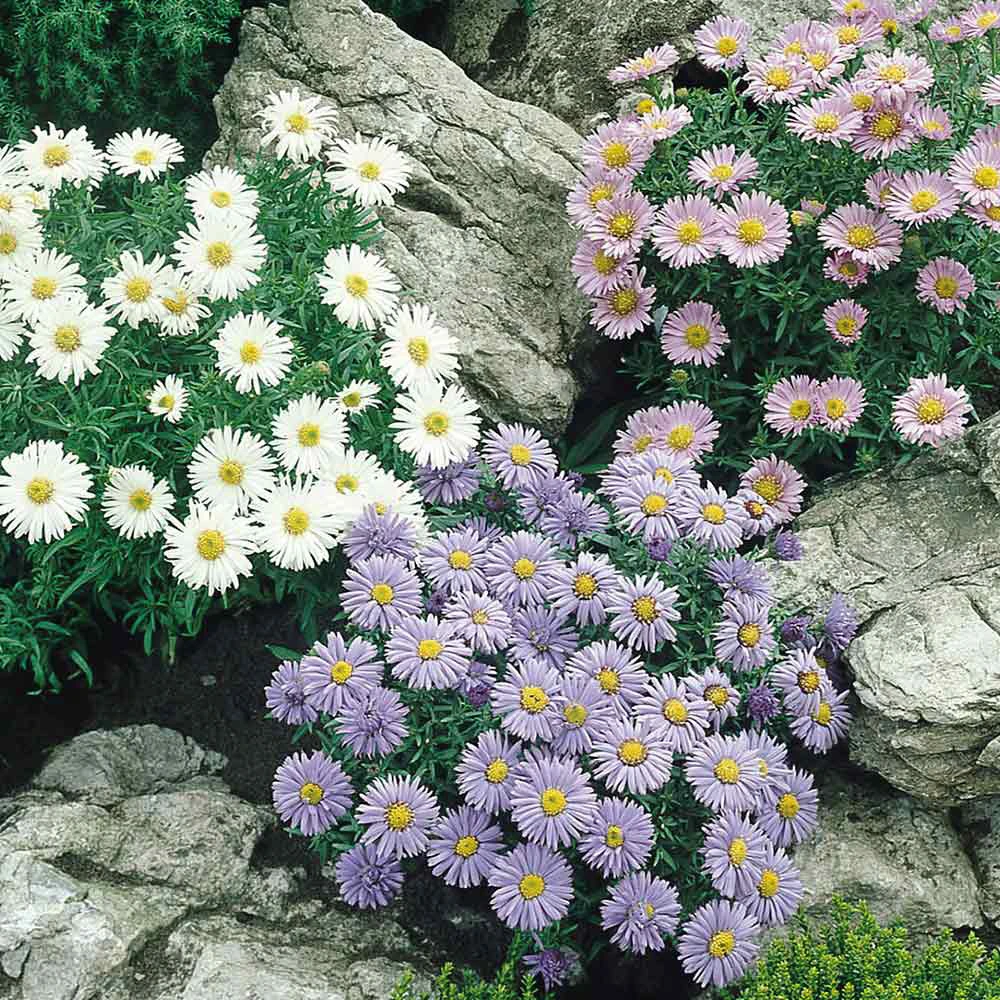 Shop Aster Alpinus Mix | J. Parker's