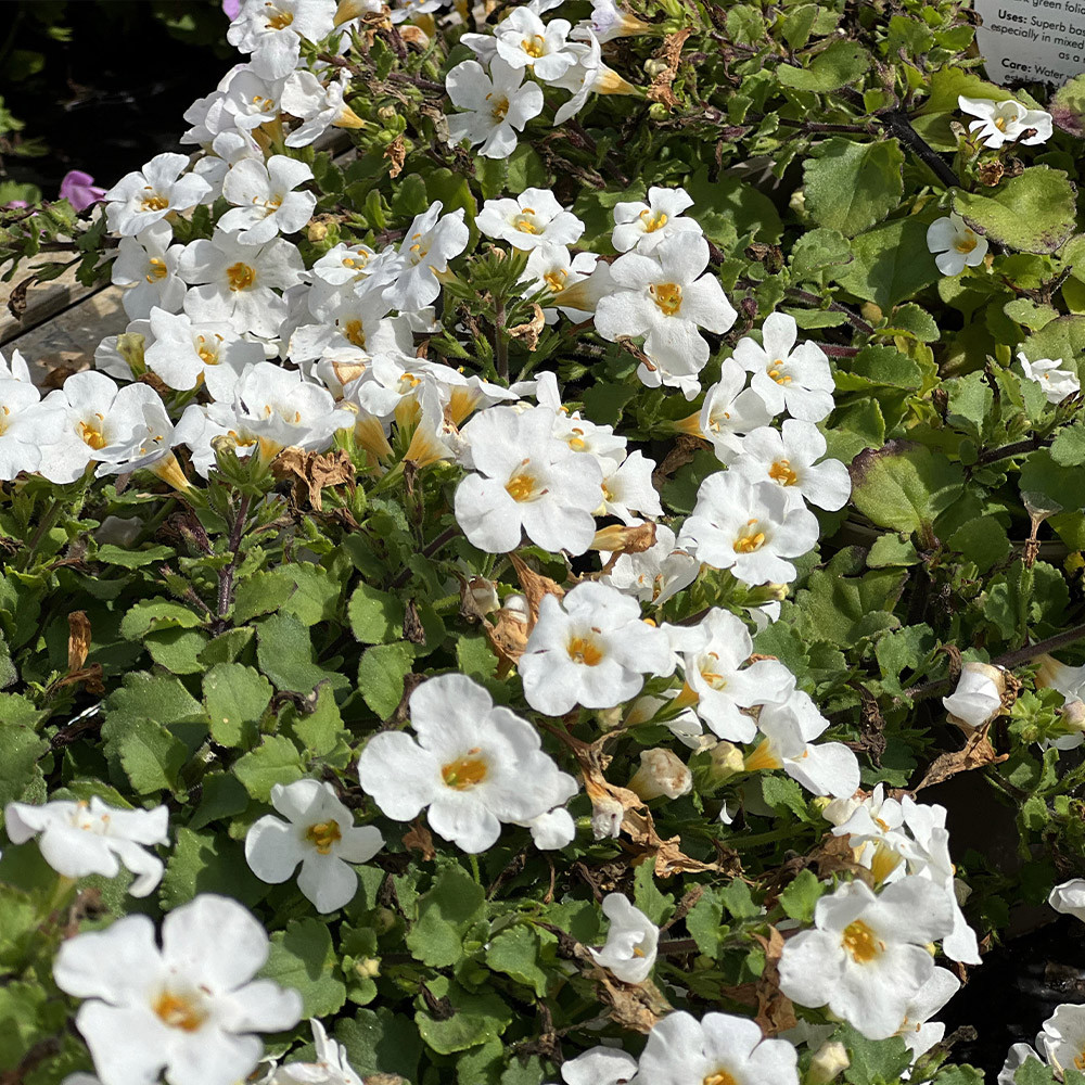 Shop Bacopa Megacopa White | J. Parker's