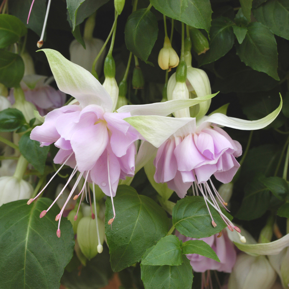 Shop Fuchsia Giant Wendy's Beauty | J. Parker's