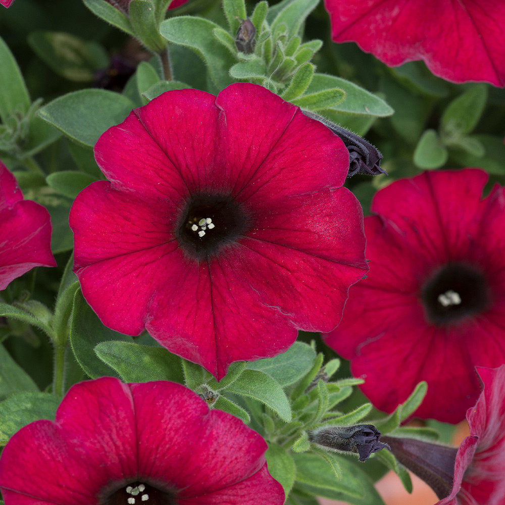 Shop Petchoa Beautical Bordeaux | J. Parker's