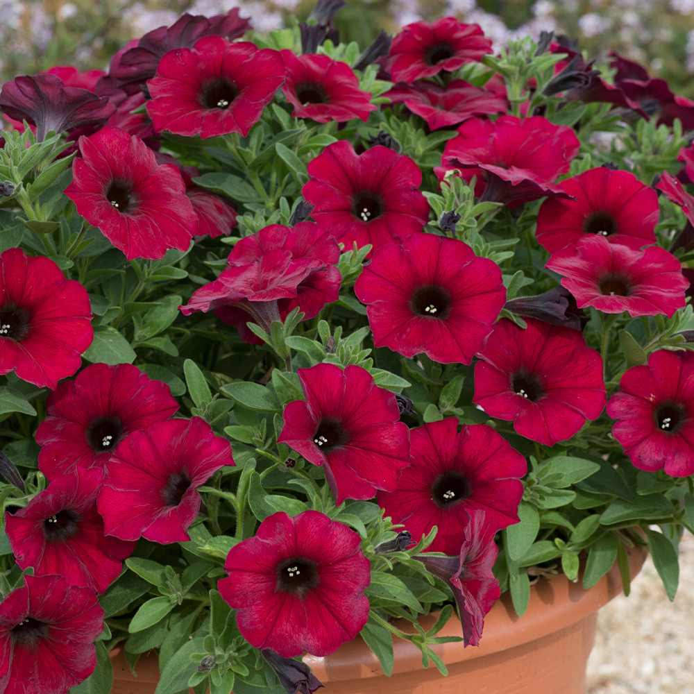 Shop Petchoa Beautical Bordeaux | J. Parker's