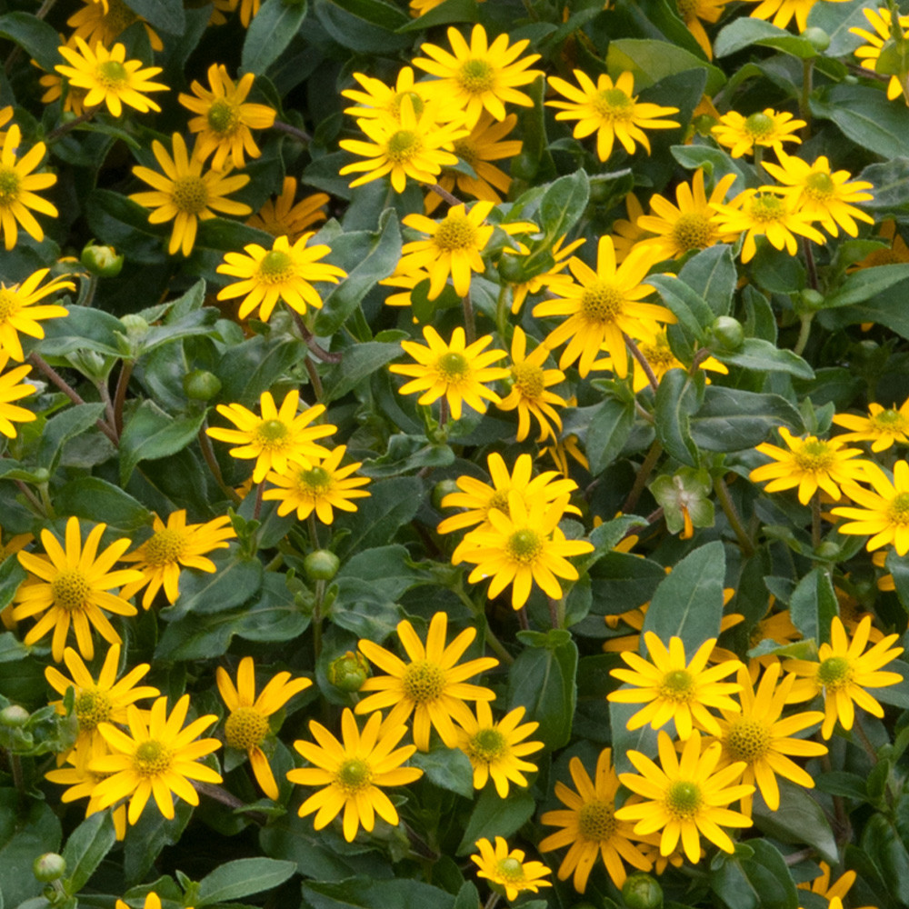 Shop Sanvitalia Golden Aztec | J. Parker's