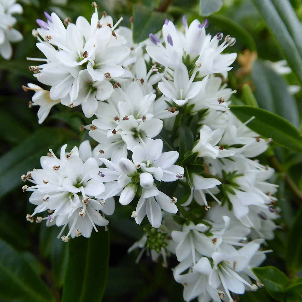 Shop Hebe Garden Beauty White | J. Parker's