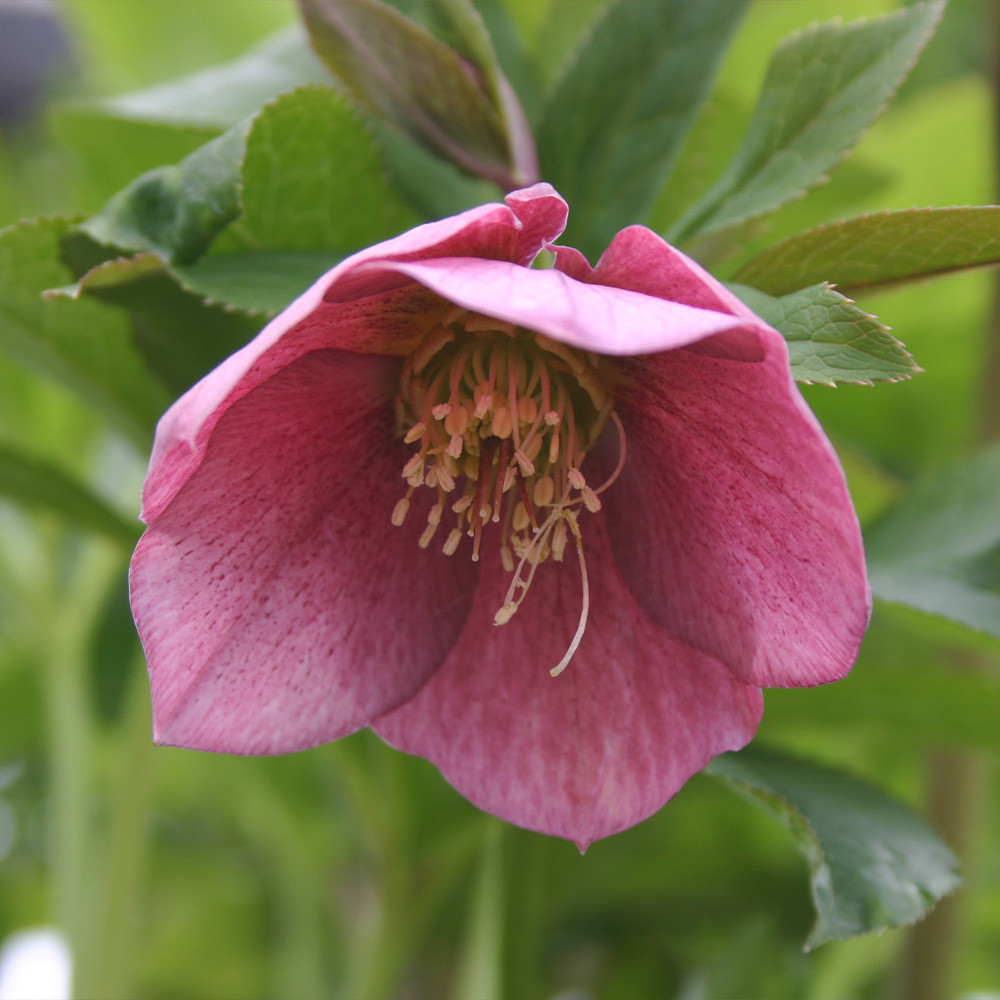 Shop Helleborus Single Red | J. Parker's