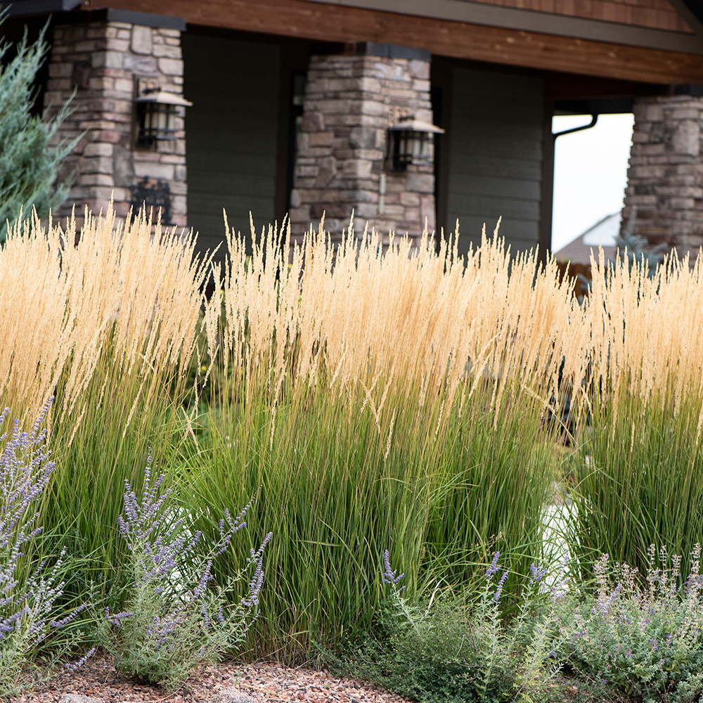 Shop Calamagrostis acutiflora Karl Foerster | J. Parker's