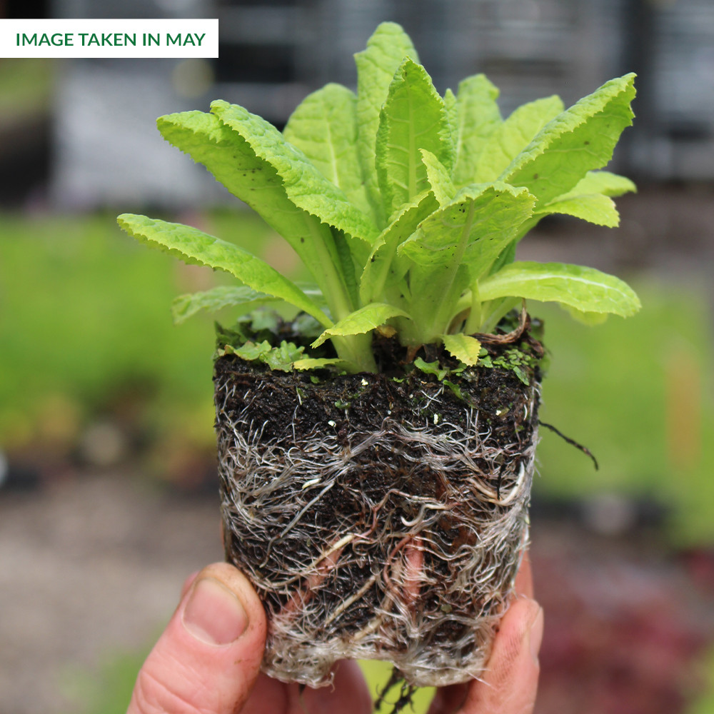 Primula Little Queen Mix | Dutch Bulbs
