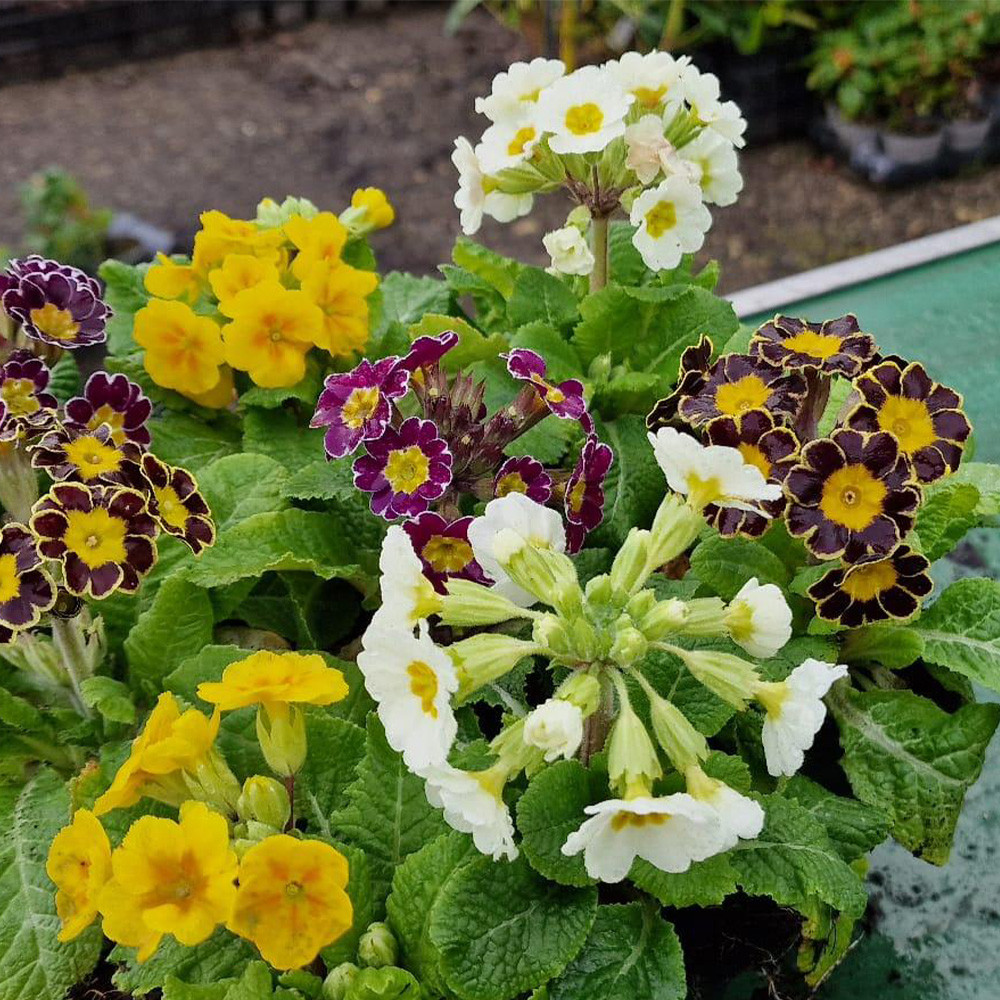Primula Little Queen Mix | Dutch Bulbs