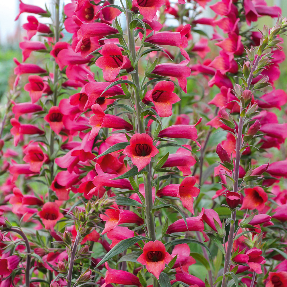 Shop Digitalis Illumination Collection | J. Parker's