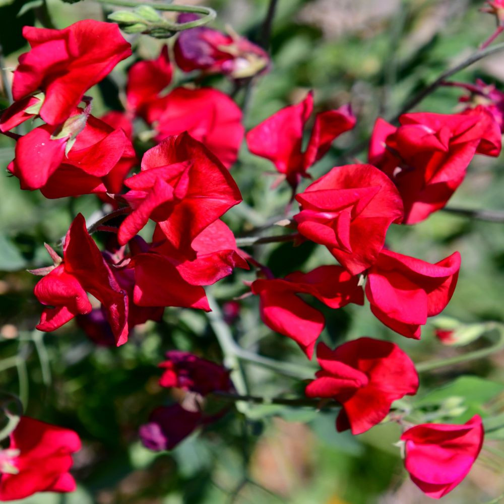 Shop Sweet Pea 'Mammoth Scarlet' Seeds | J. Parker's