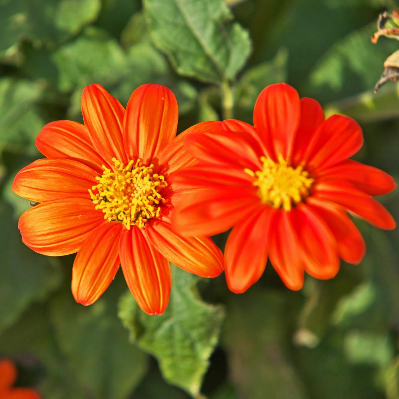 Shop Tithonia rotundifolia Torch – 'Mexican Sunflower' Seeds | J. Parker's